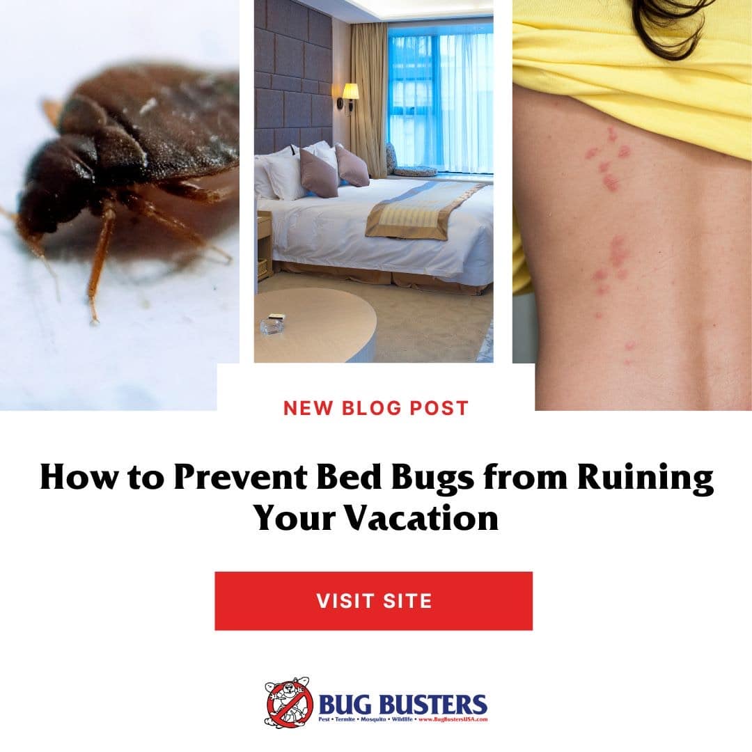 Prevent Bed Bugs From Ruining Your Vacation - Bug Busters USA