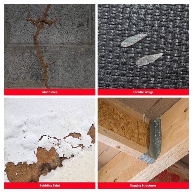 Termite Warning Signs - Bug Busters USA