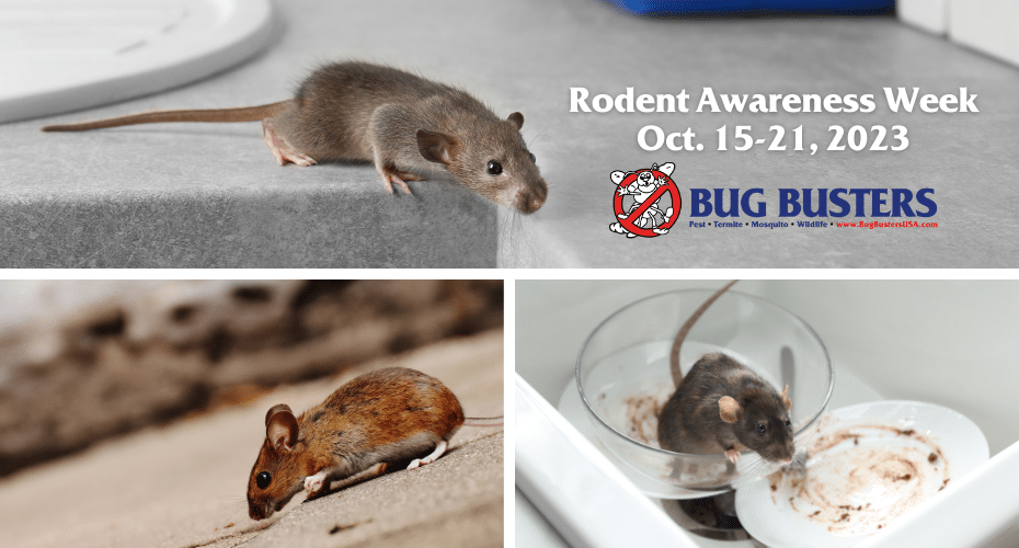 How To Keep Rodents Out of Your Home This Fall & Winter - Bug Busters USA