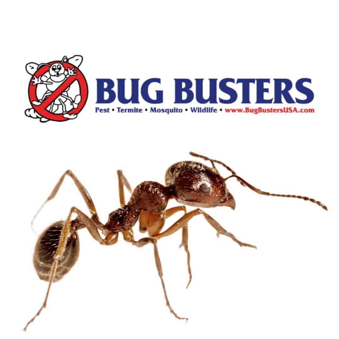 Keep The Ants At Bay: Preventative Measures and Tips - Bug Busters USA