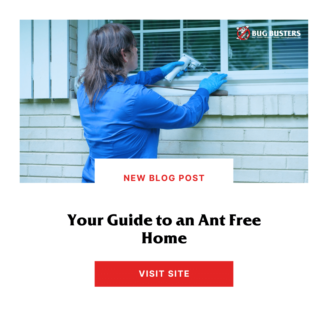 Your Guide to an Ant Free Home - Bug Busters USA