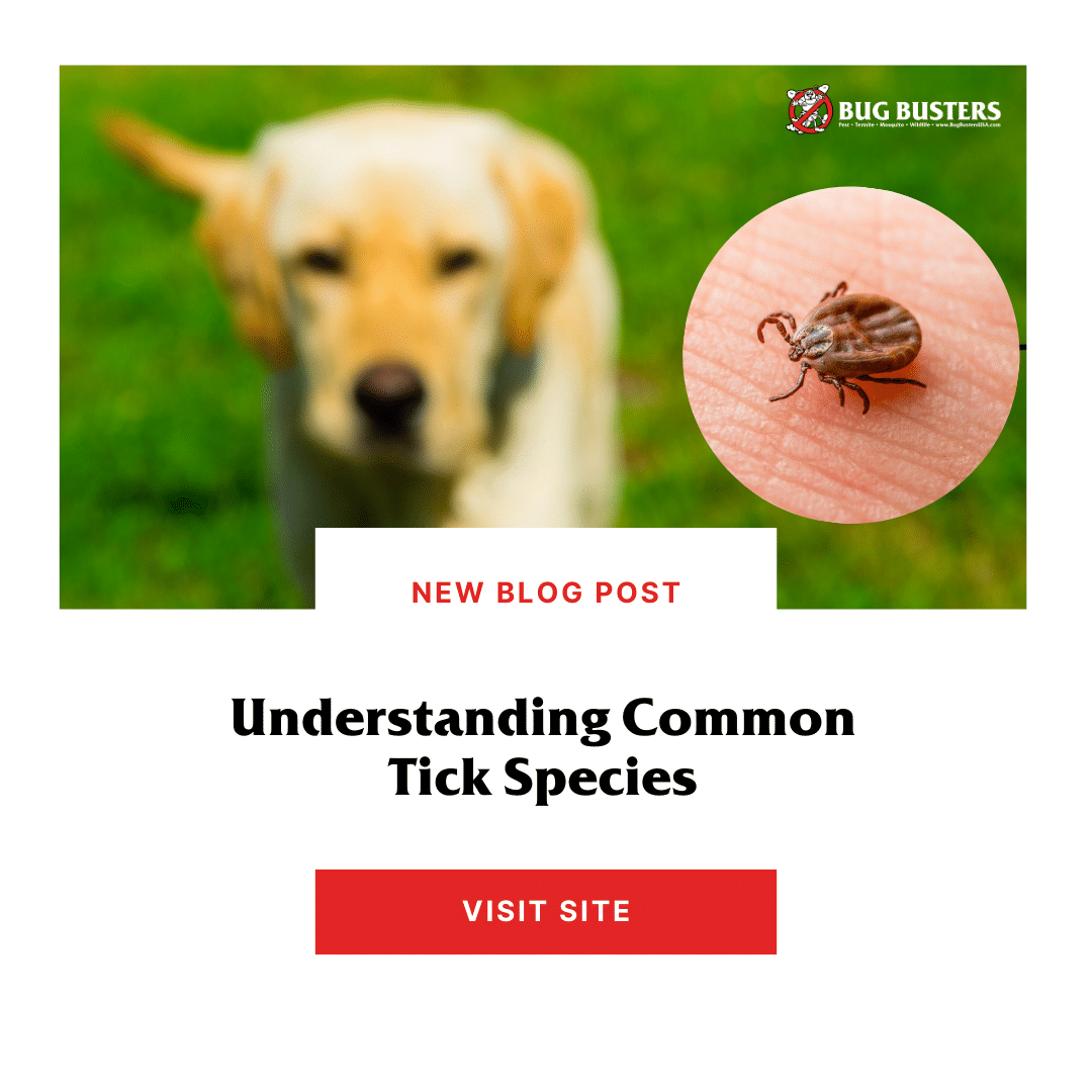Understanding Common Tick Species - Bug Busters USA
