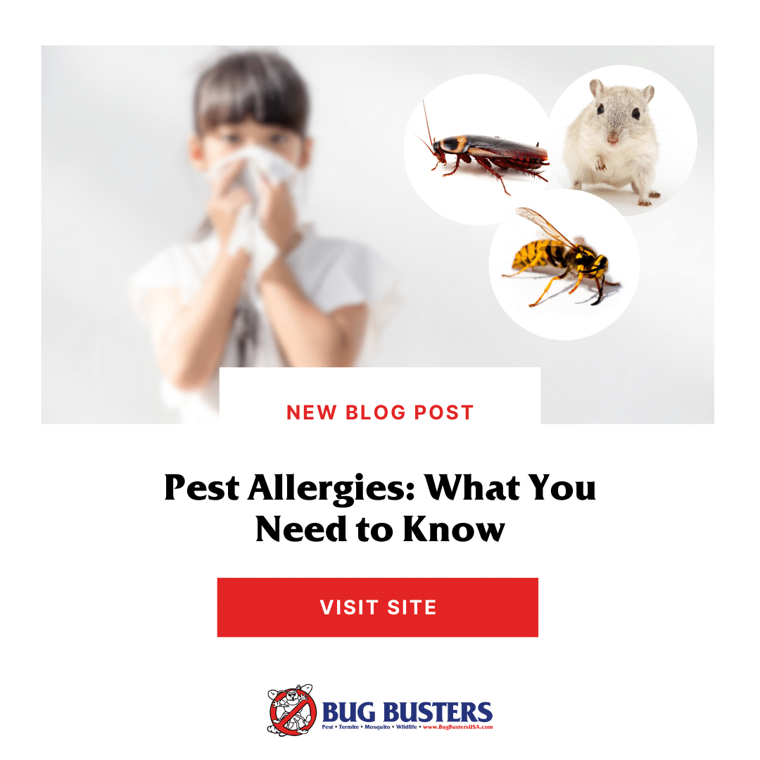 Pest Allergies: What You Need to Know - Bug Busters USA