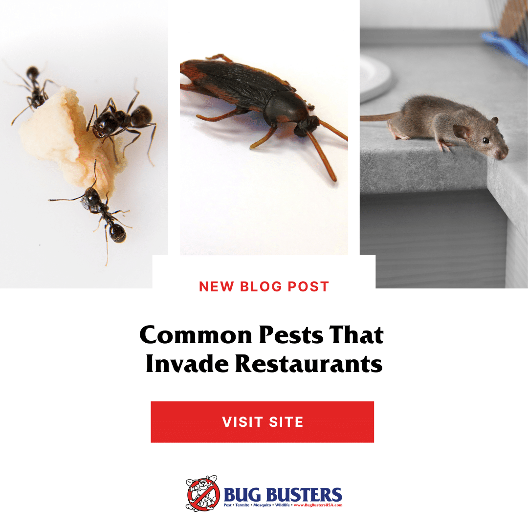 Common Pests That Invade Restaurants - Bug Busters USA