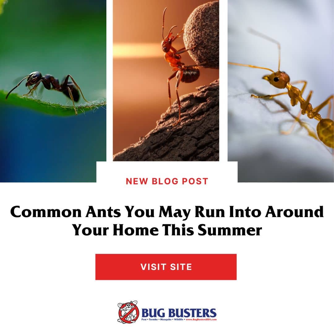 Common Ants You May Run Into Around Your Home This Summer - Bug Busters USA