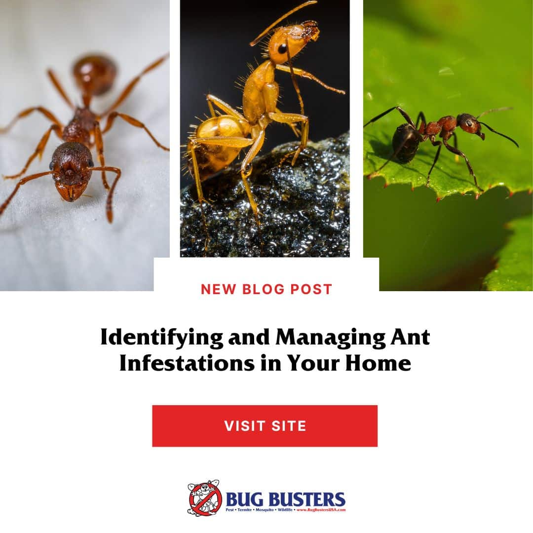 Identifying and Managing Ant Infestations in Your Home - Bug Busters USA