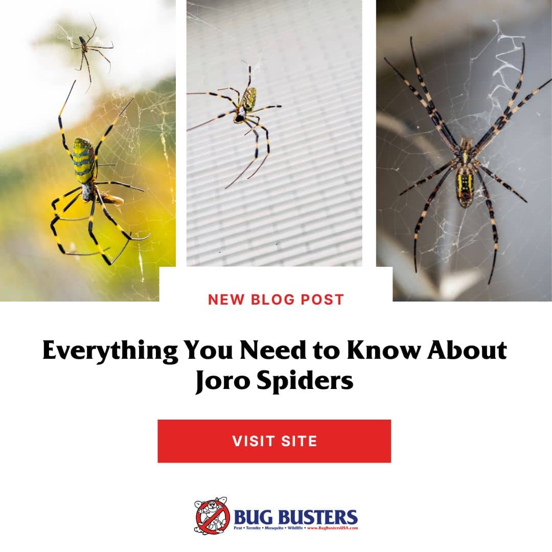 Everything You Need to Know About Joro Spiders - Bug Busters USA