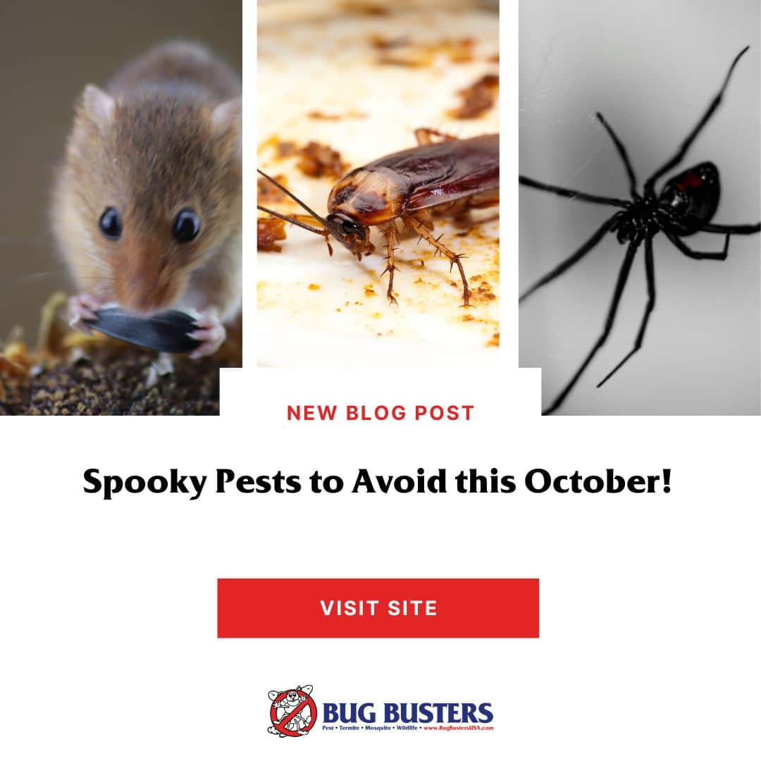 Spooky Pests to Avoid this October! - Bug Busters USA