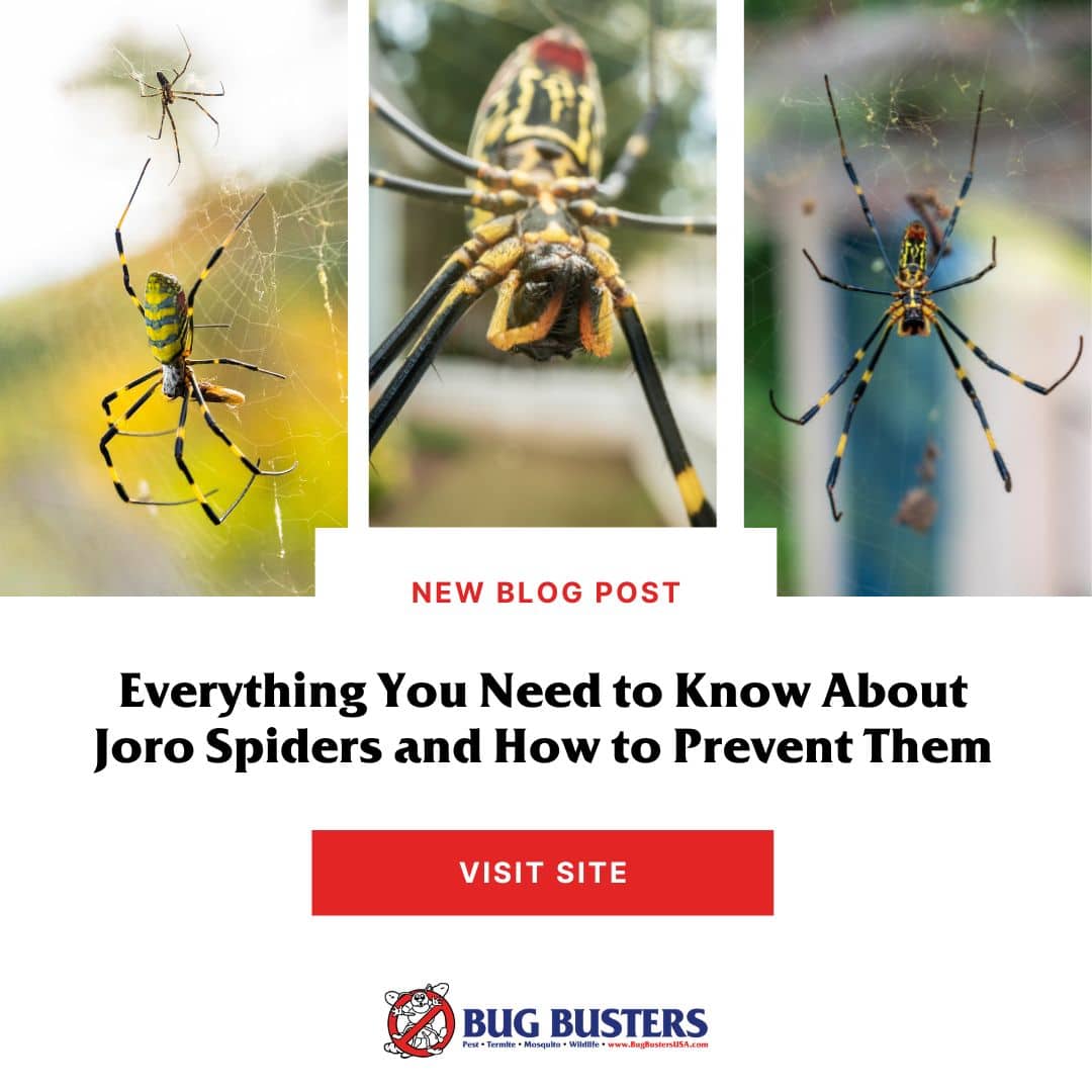 Everything You Need to Know About Joro Spiders and How to Prevent Them ...
