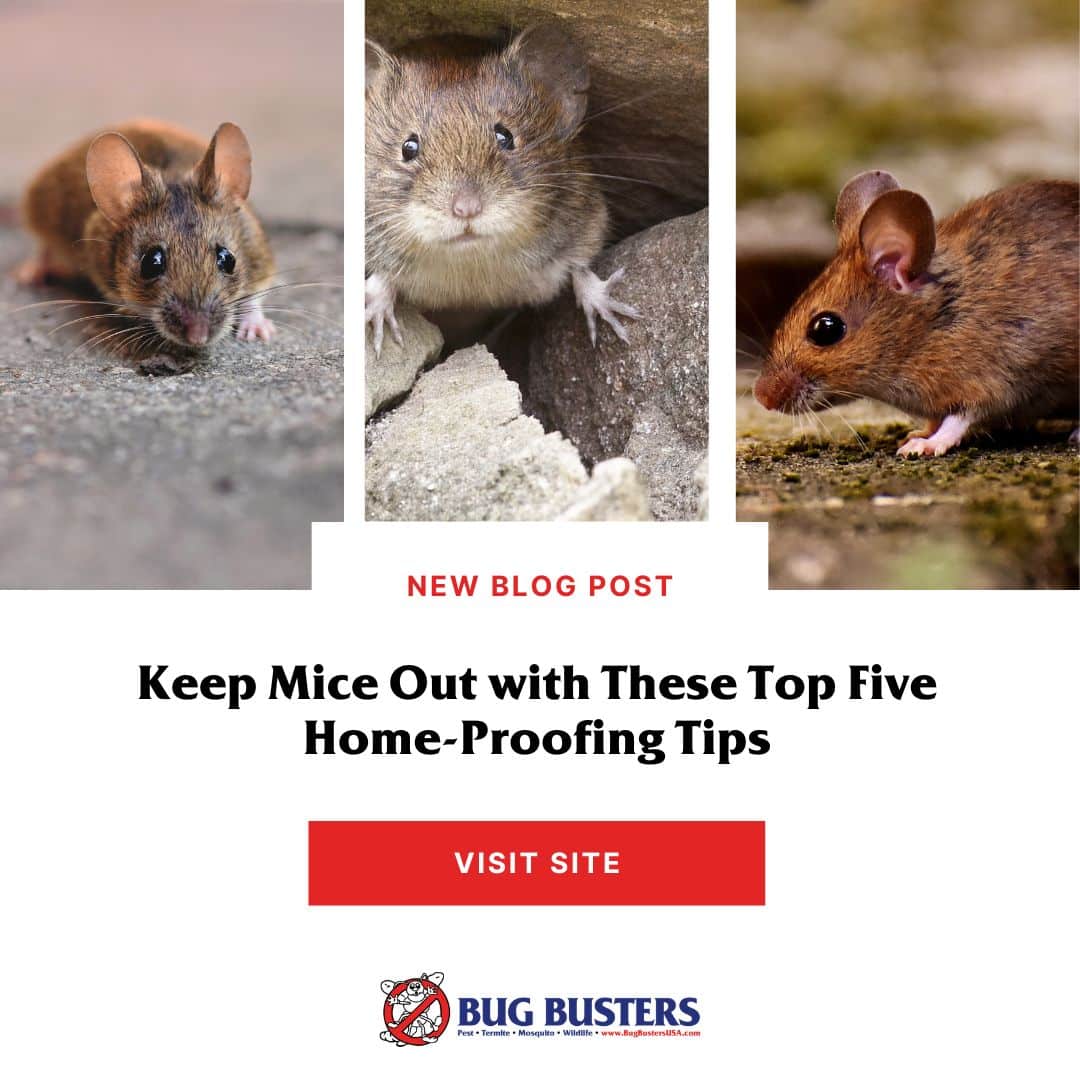 Keep Mice Out with These Top Five Home-Proofing Tips - Bug Busters USA