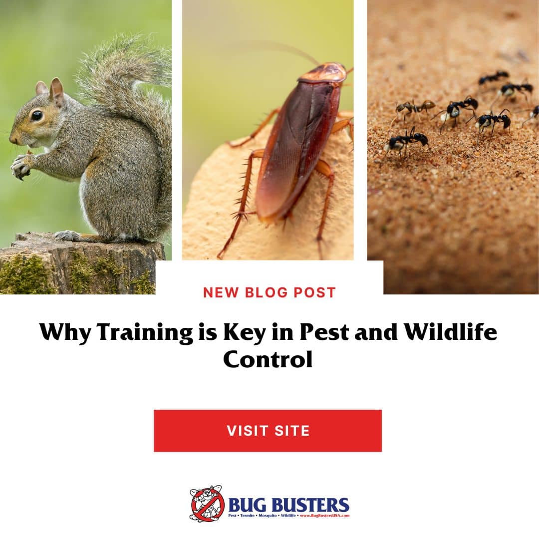 Why Training is Key in Pest and Wildlife Control - Bug Busters USA