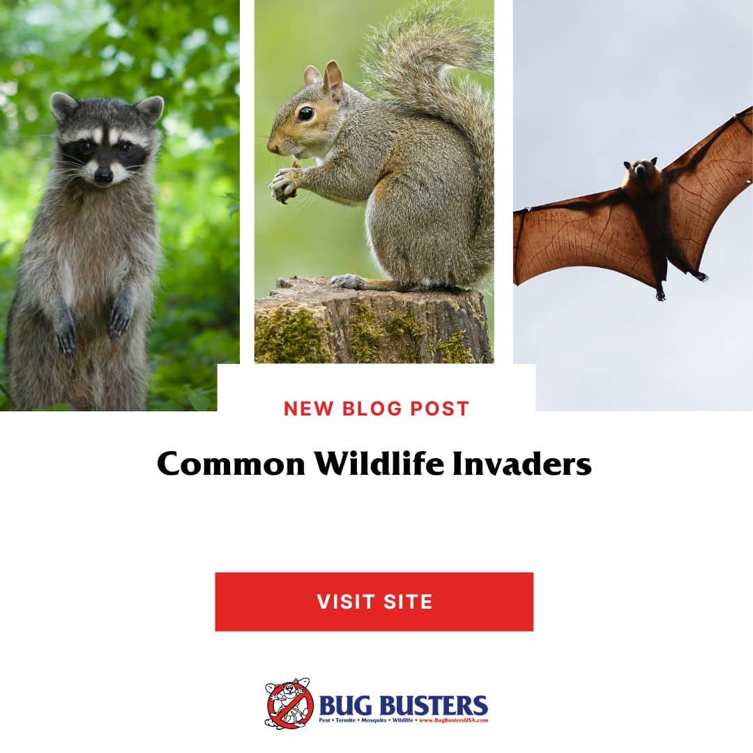 Common Wildlife Invaders - Bug Busters USA