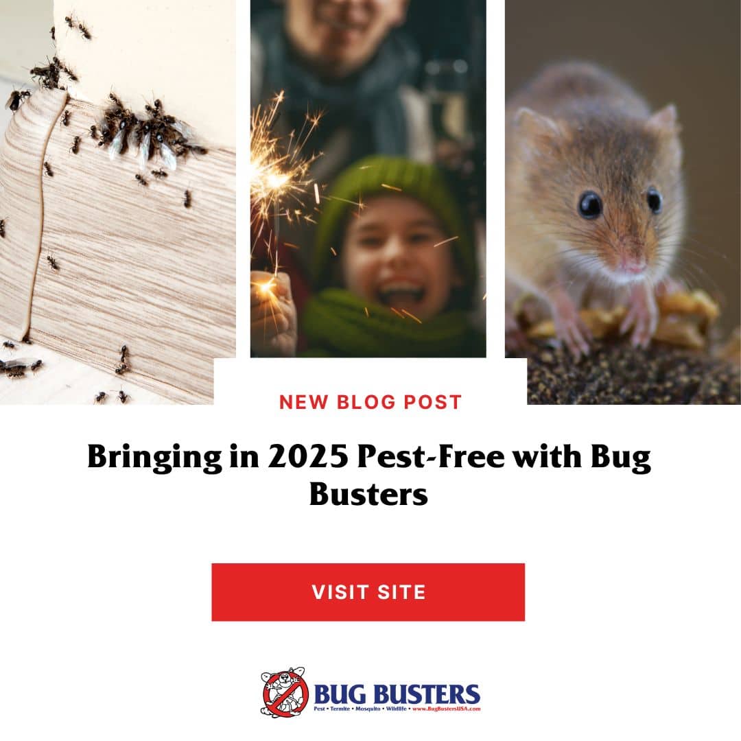 Bringing in 2025 Pest-Free with Bug Busters - Bug Busters USA