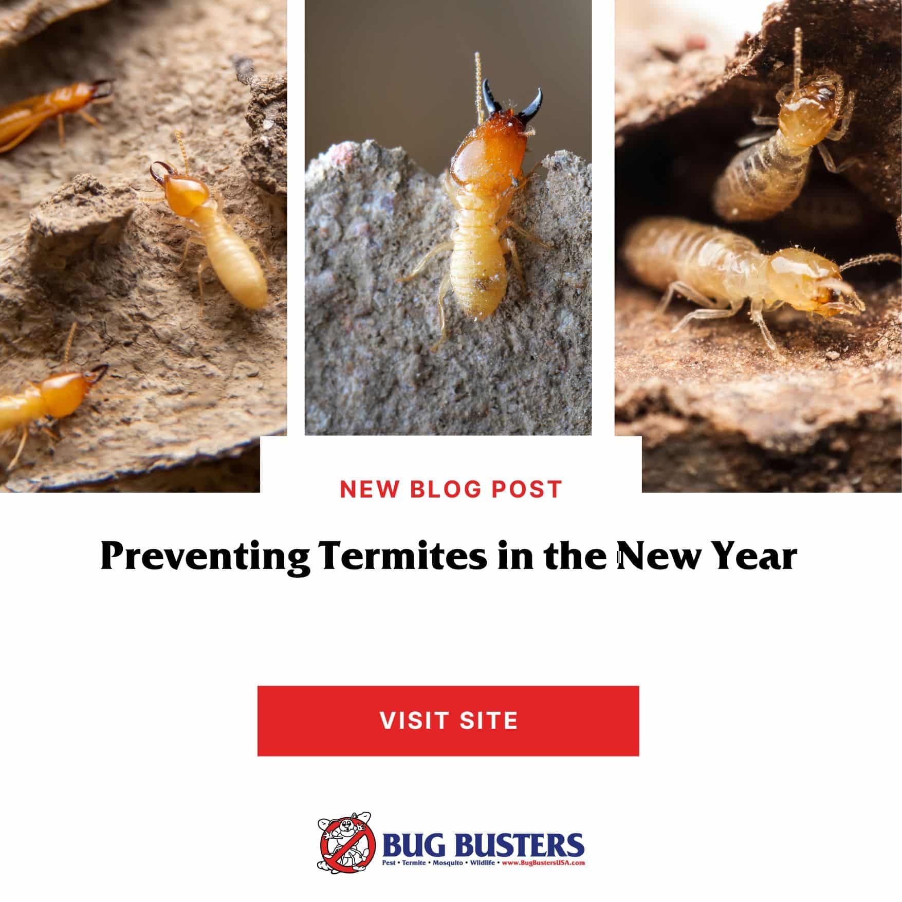 Preventing Termites in the New Year with Bug Busters - Bug Busters USA