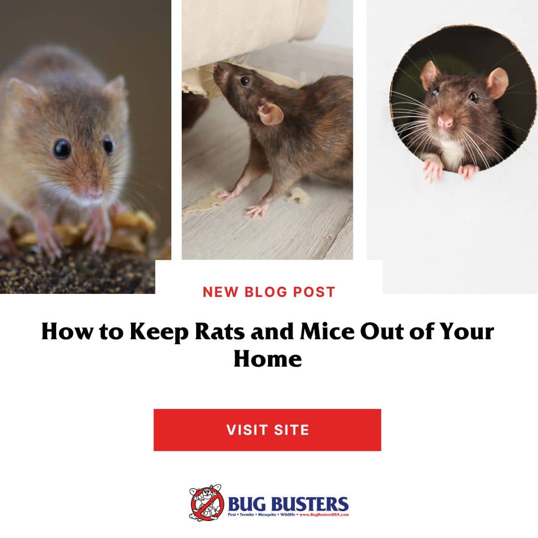 How to Keep Rats and Mice Out of Your Home - Bug Busters USA
