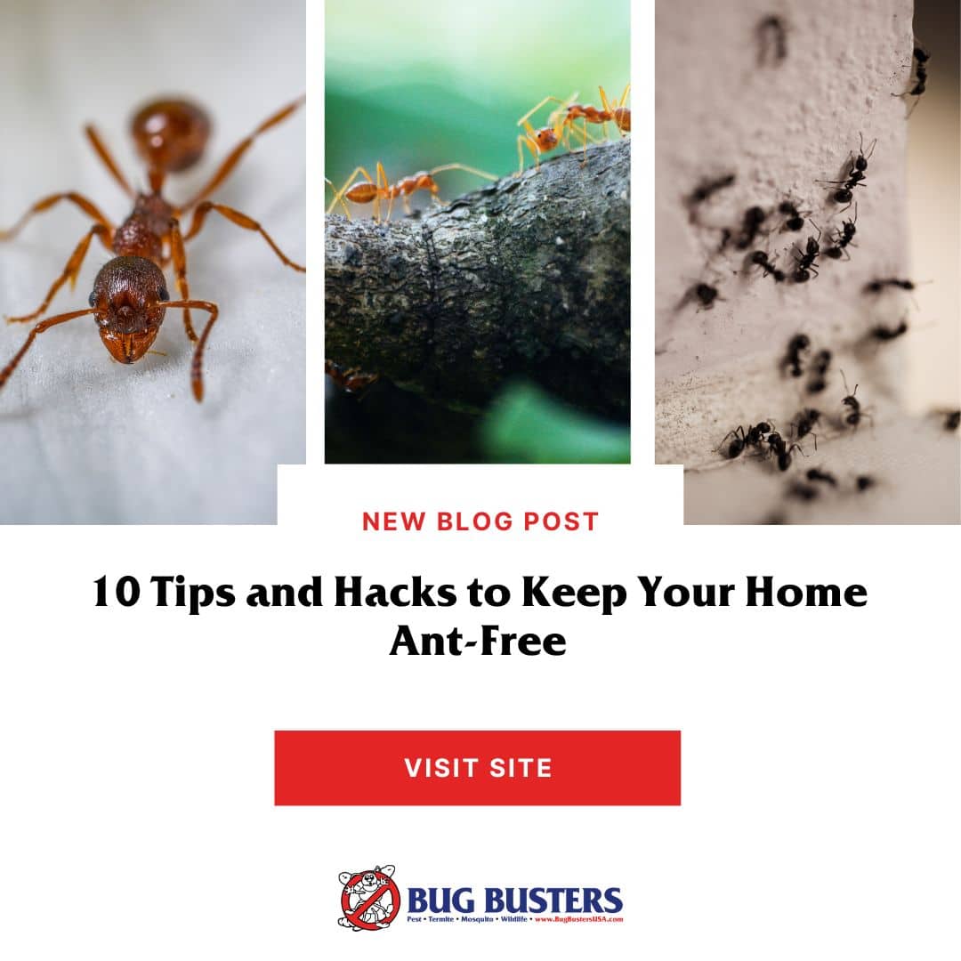 10 Tips and Hacks to Keep Your Home Ant-Free - Bug Busters USA