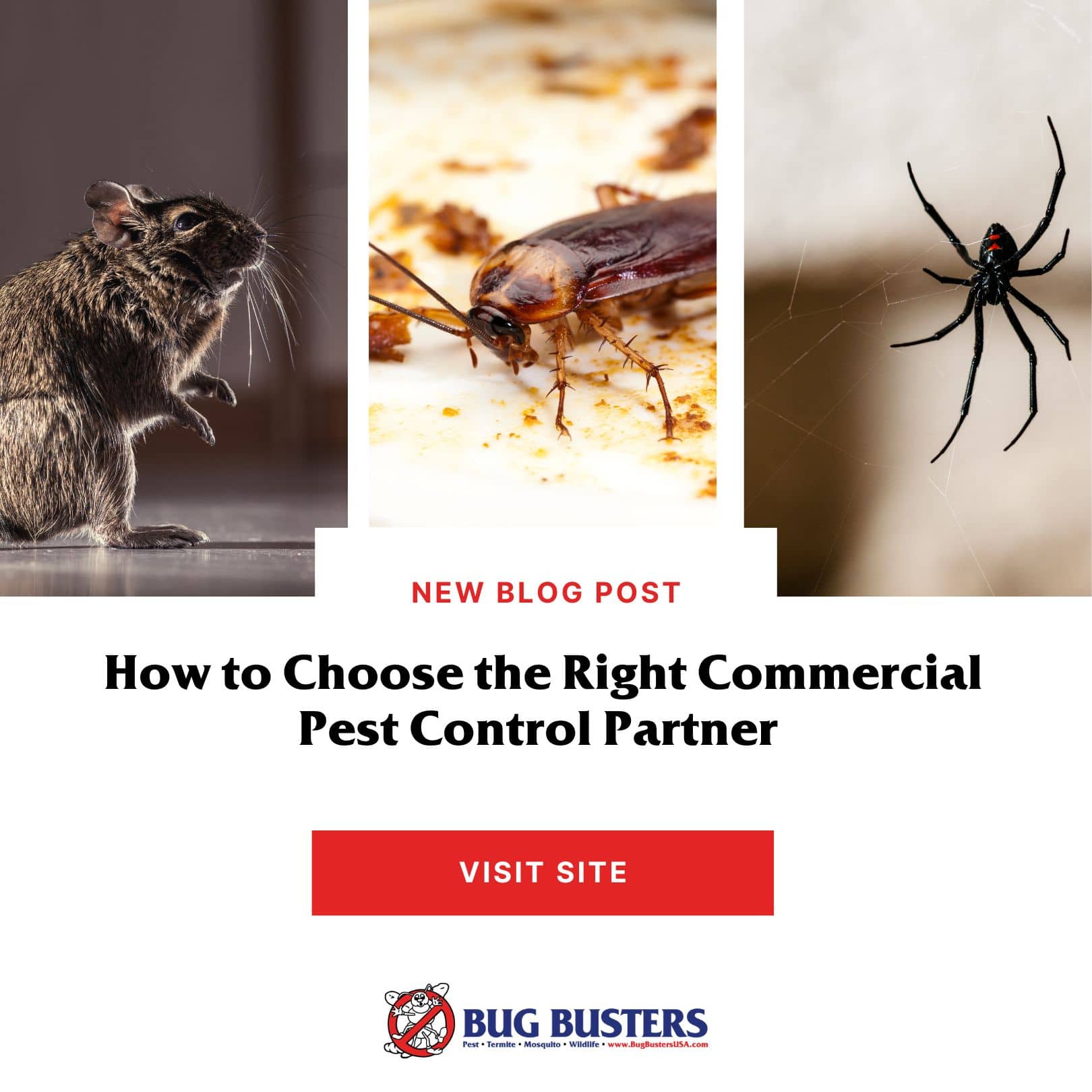 How to Choose the Right Commercial Pest Control Partner - Bug Busters USA
