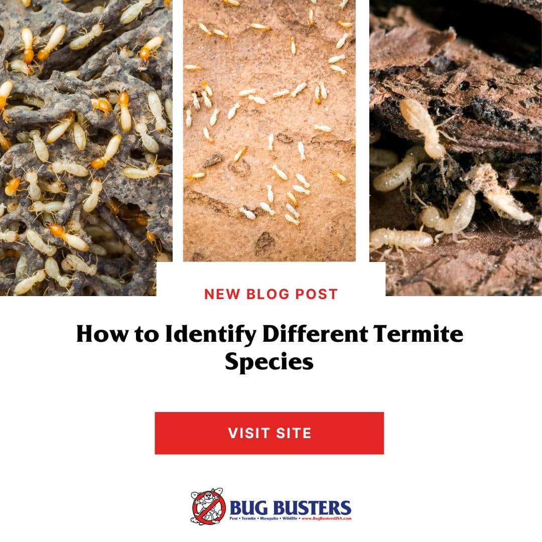 How to Identify Different Termite Species - Bug Busters USA