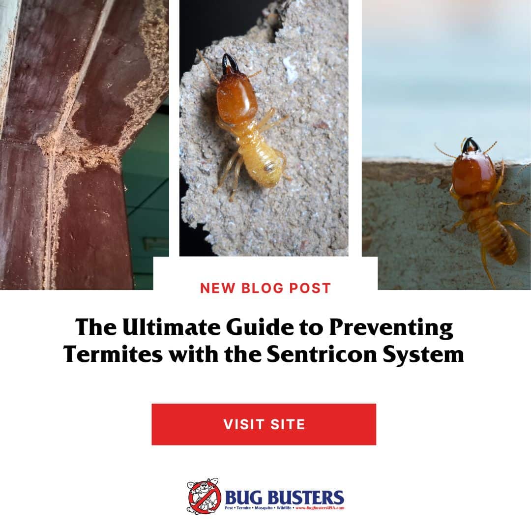 The Ultimate Guide to Preventing Termites with the Sentricon System ...