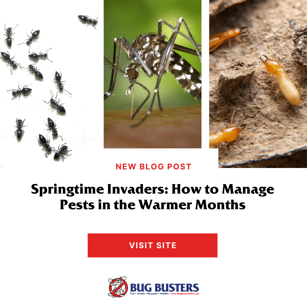 Springtime Invaders: How to Manage Pests in the Warmer Months - Bug ...
