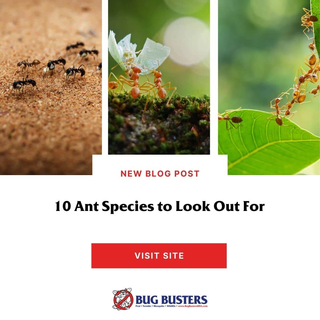 10 Ant Species to Look Out For - Bug Busters USA