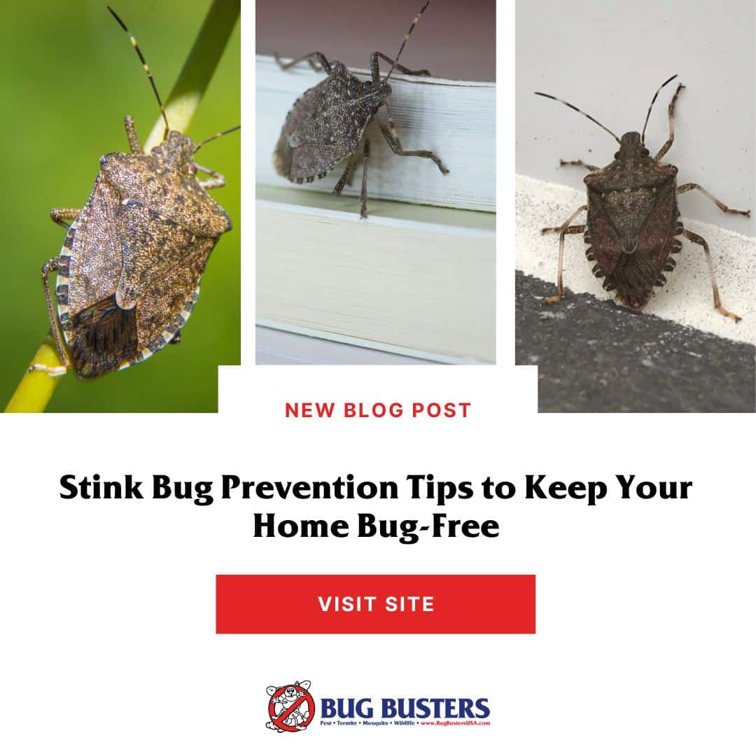 Stink Bug Prevention Tips to Keep Your Home Bug-Free - Bug Busters USA