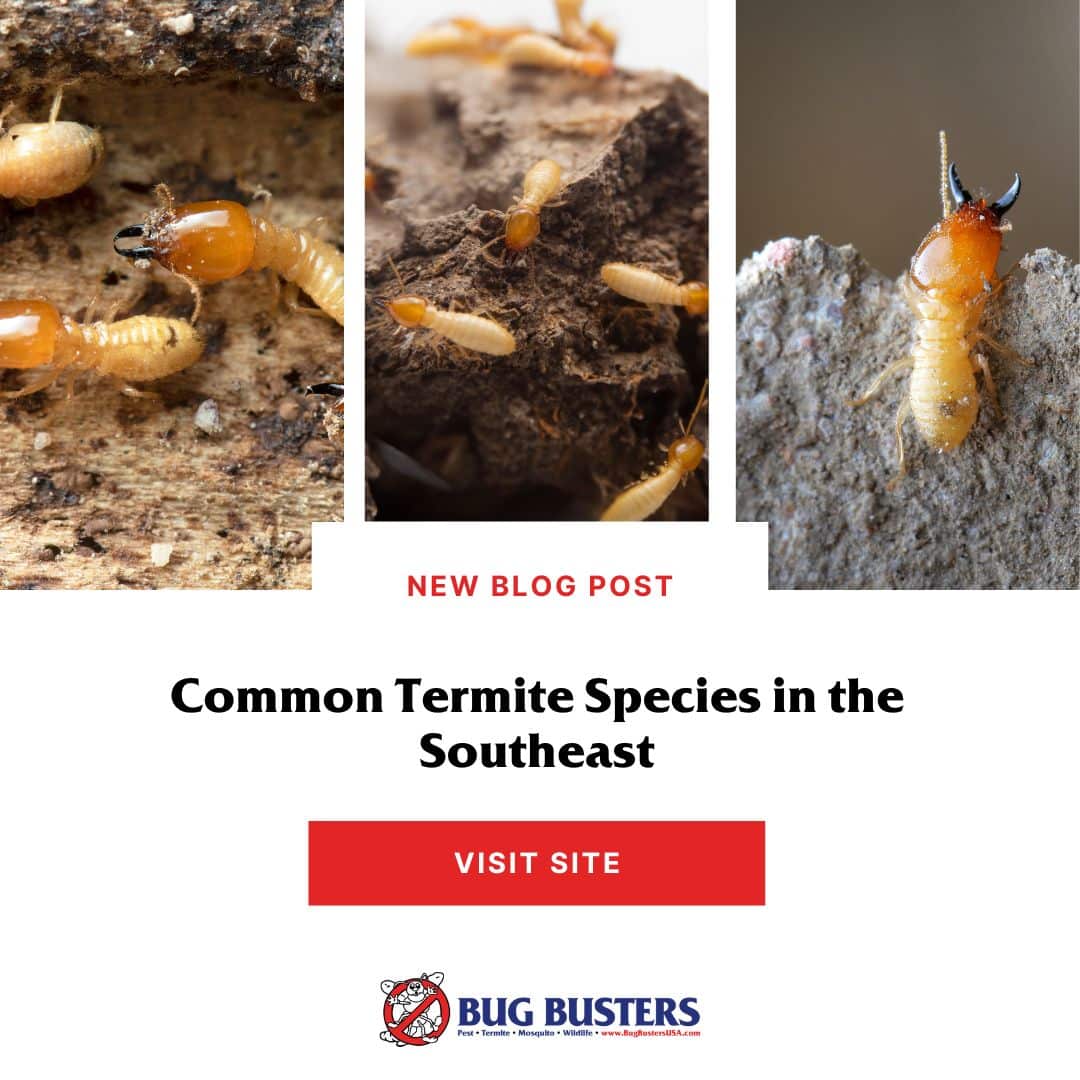 Common Termite Species in the Southeast - Bug Busters USA