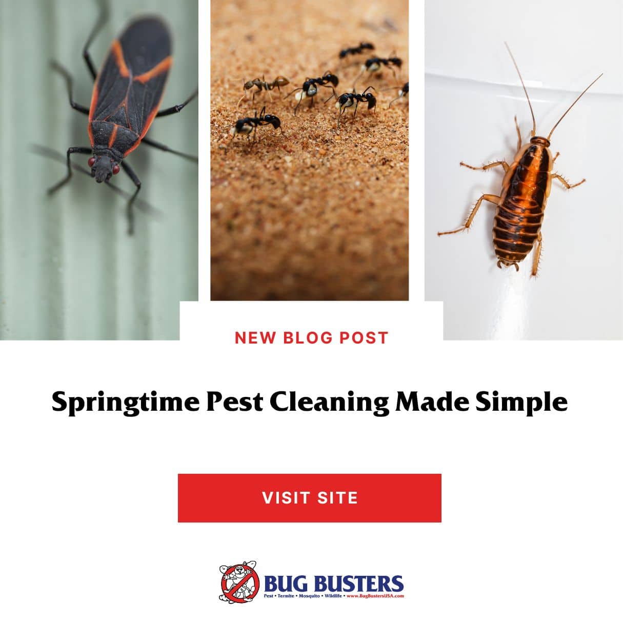 Springtime Pest Cleaning Made Simple - Bug Busters USA