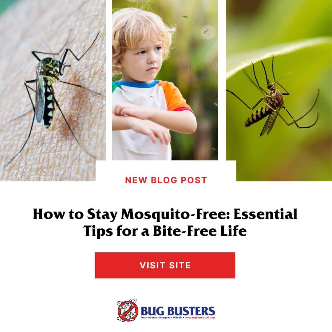 How to Stay Mosquito-Free: Essential Tips for a Bite-Free Life - Bug Busters USA