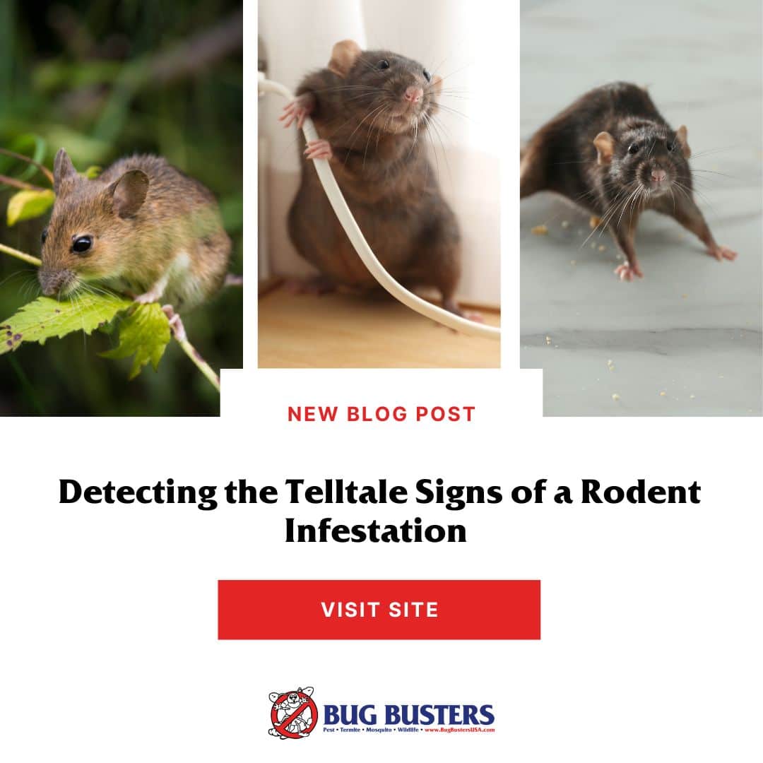Detecting the Telltale Signs of a Rodent Infestation - Bug Busters USA