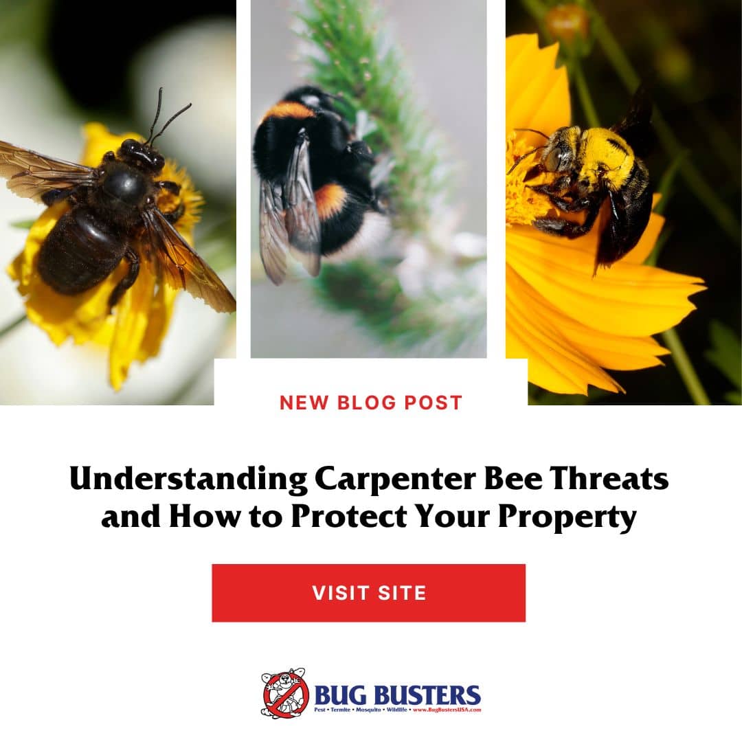 Understanding Carpenter Bee Threats and How to Protect Your Property ...