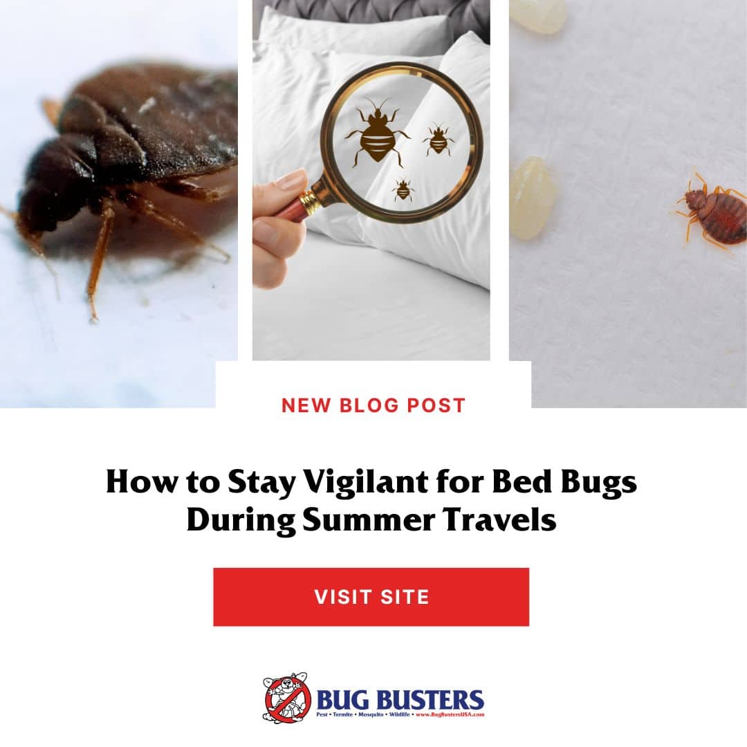 How to Stay Vigilant for Bed Bugs During Summer Travels - Bug Busters USA