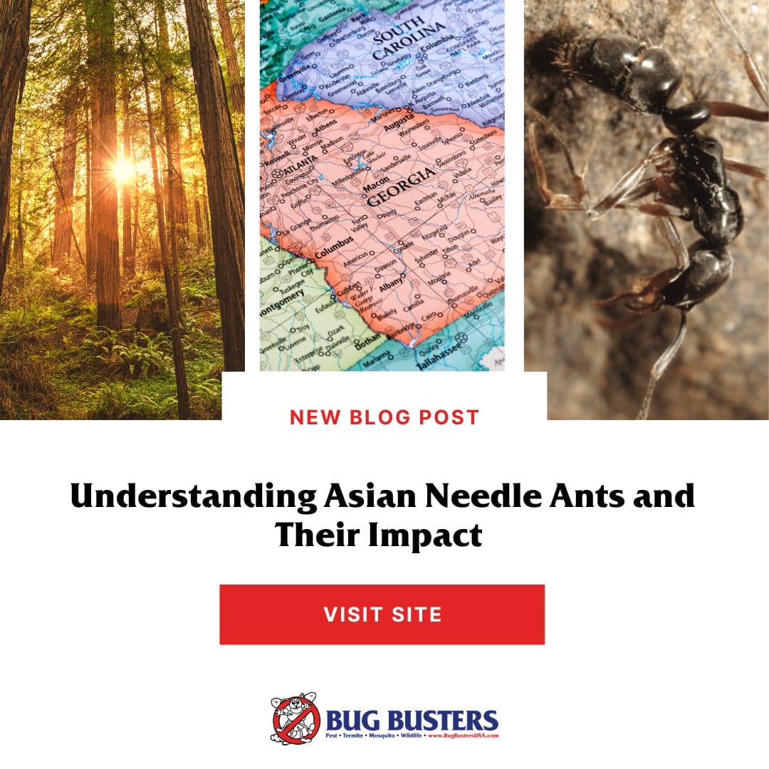 Understanding Asian Needle Ants and Their Impact - Bug Busters USA
