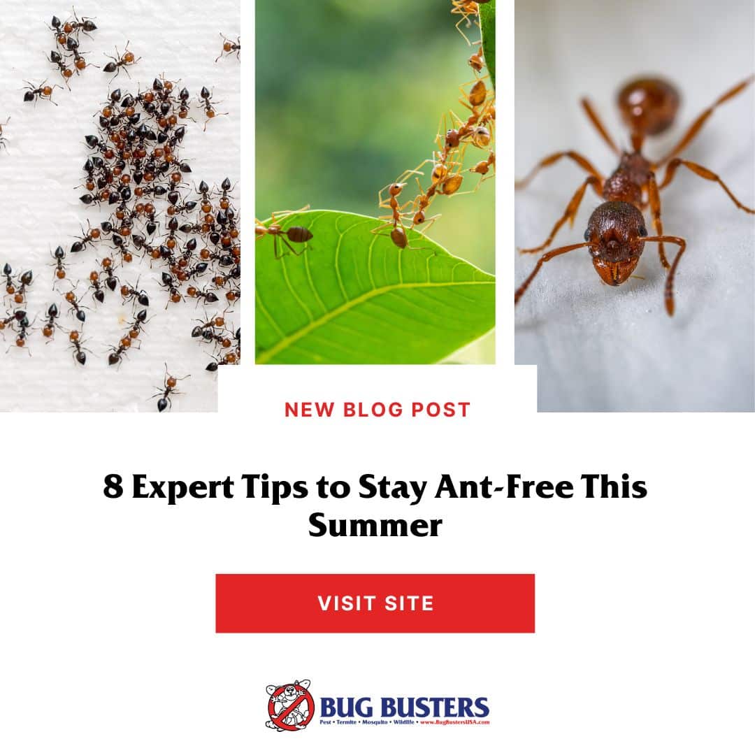 8 Expert Tips to Stay Ant-Free This Summer - Bug Busters USA