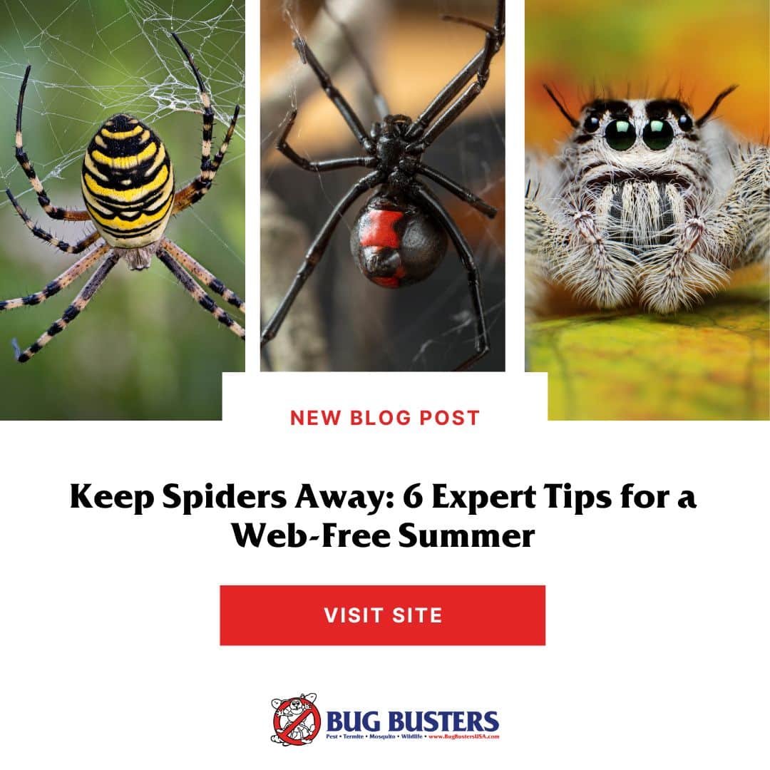 Keep Spiders Away: 6 Expert Tips for a Web-Free Summer - Bug Busters USA
