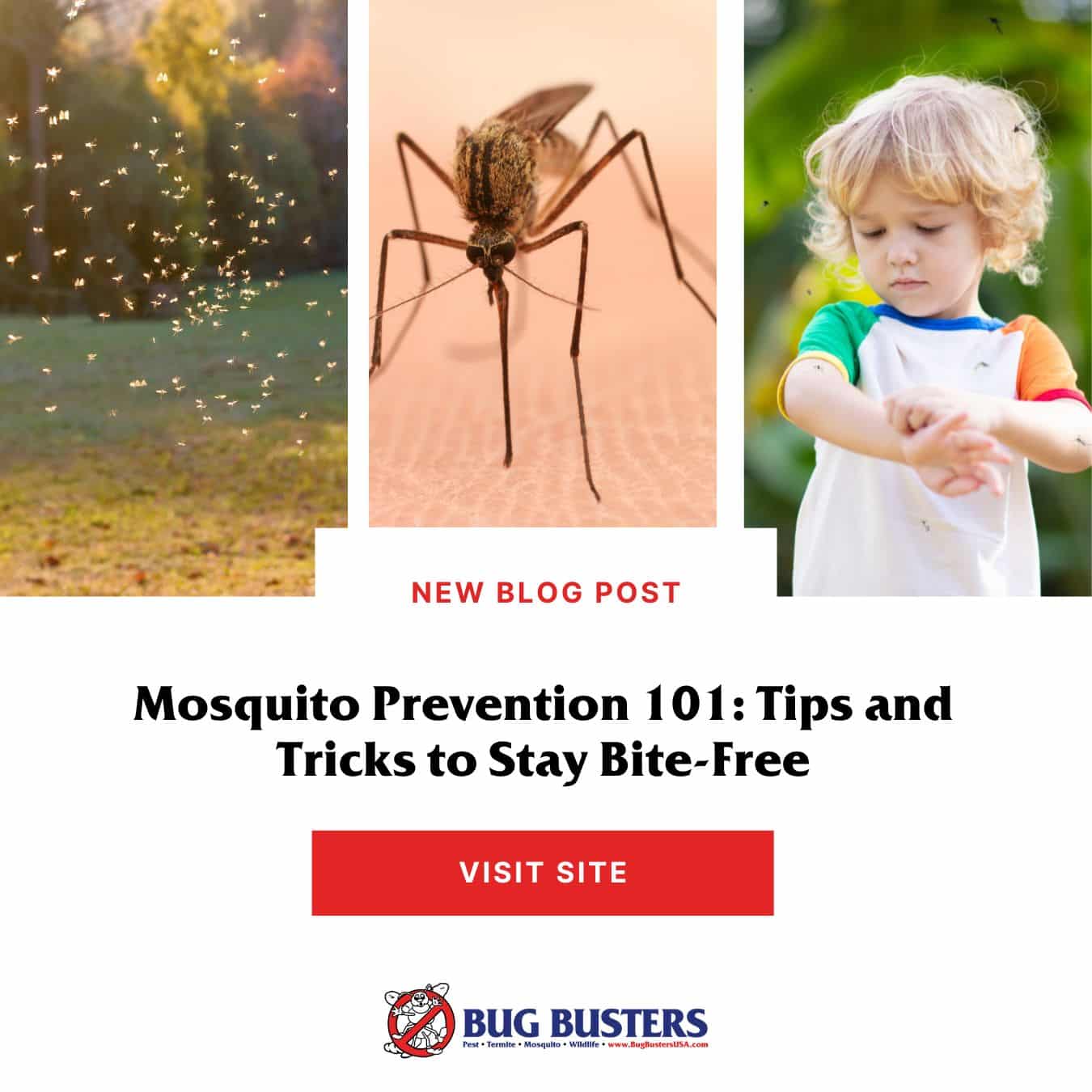 Mosquito Prevention 101: Tips and Tricks to Stay Bite-Free - Bug ...