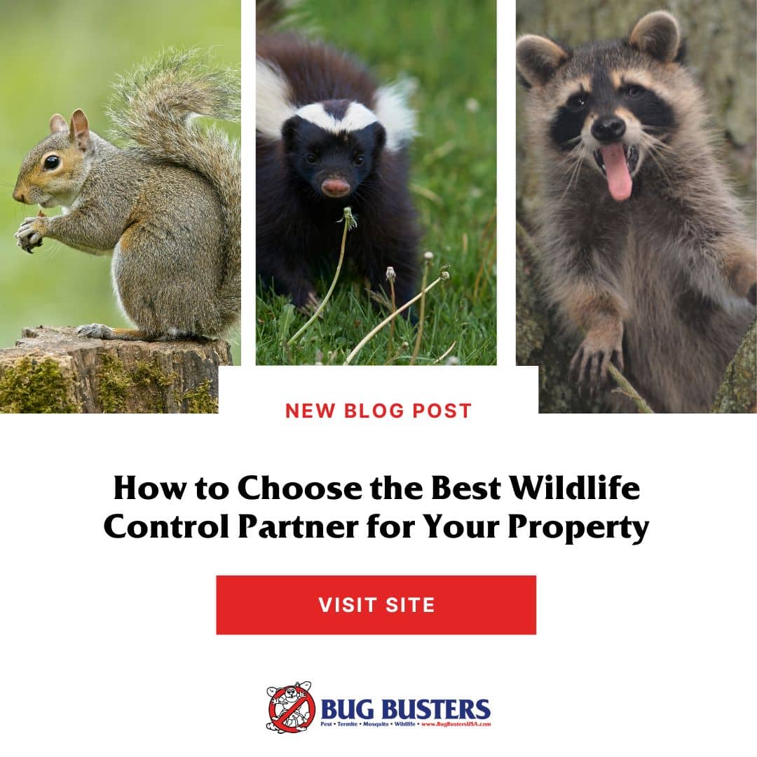 How to Choose the Best Wildlife Control Partner for Your Property - Bug ...
