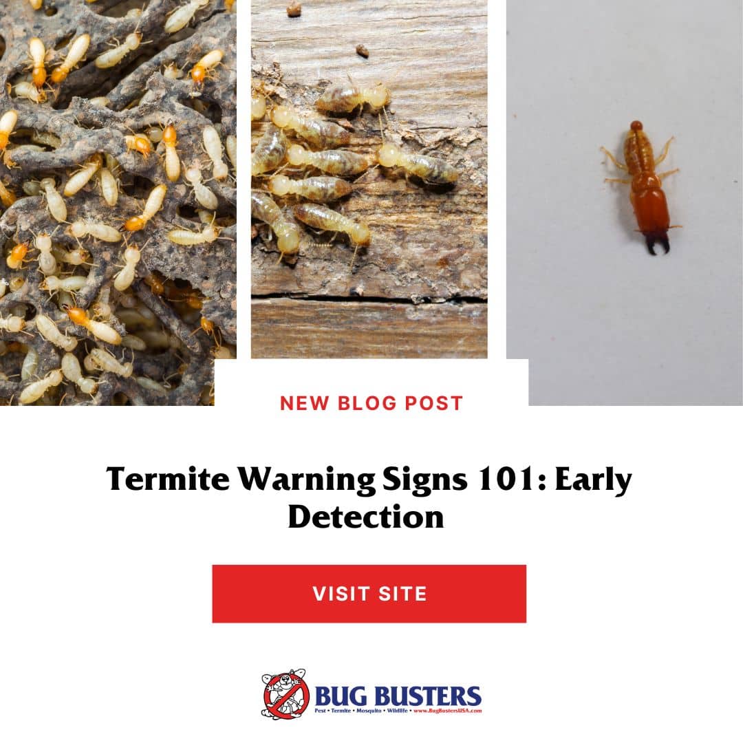 Termite Warning Signs 101: Early Detection - Bug Busters USA