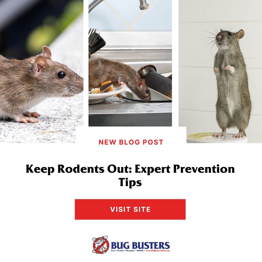 Keep Rodents Out: Expert Prevention Tips - Bug Busters USA