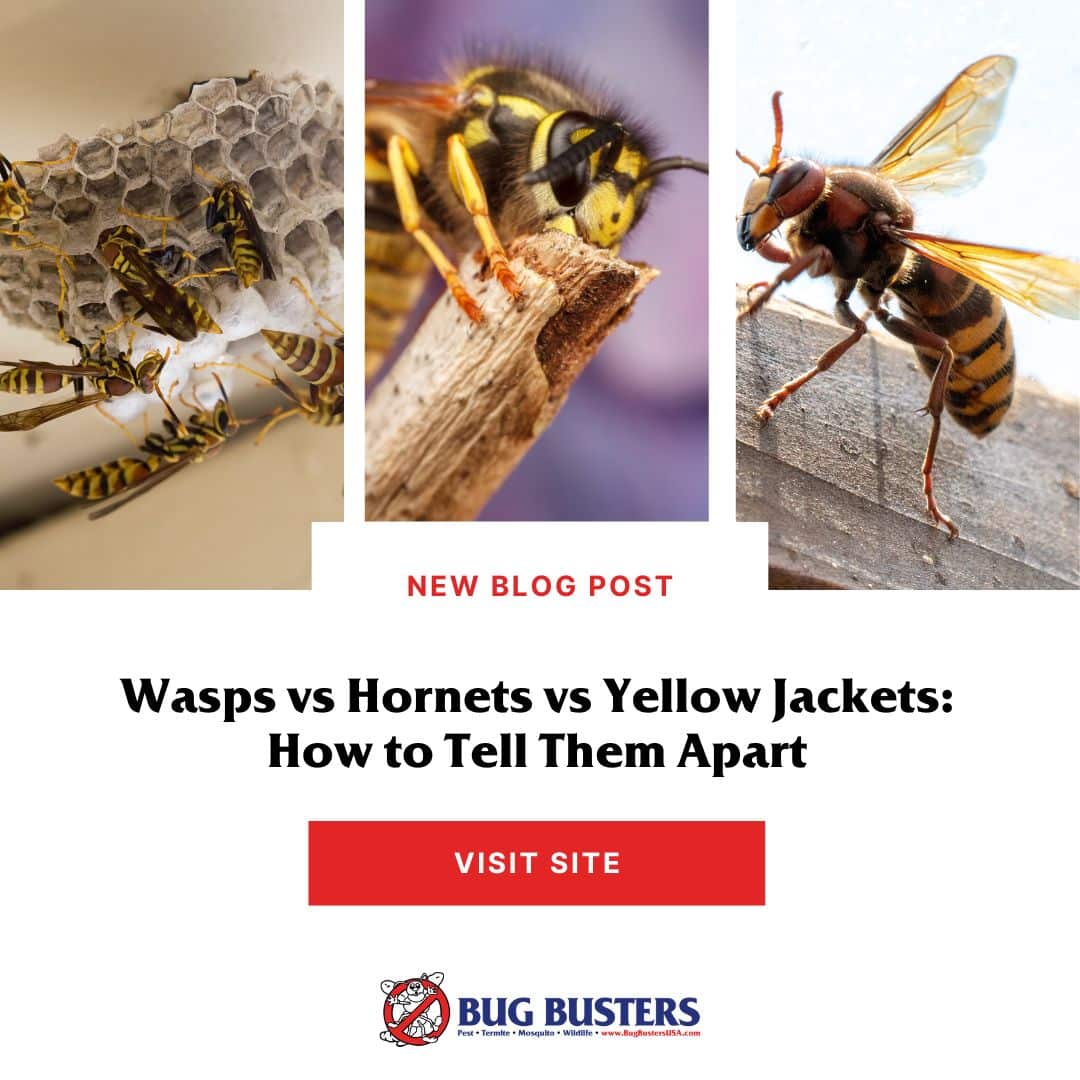 Wasps vs Hornets vs Yellow Jackets: How to Tell Them Apart - Bug ...