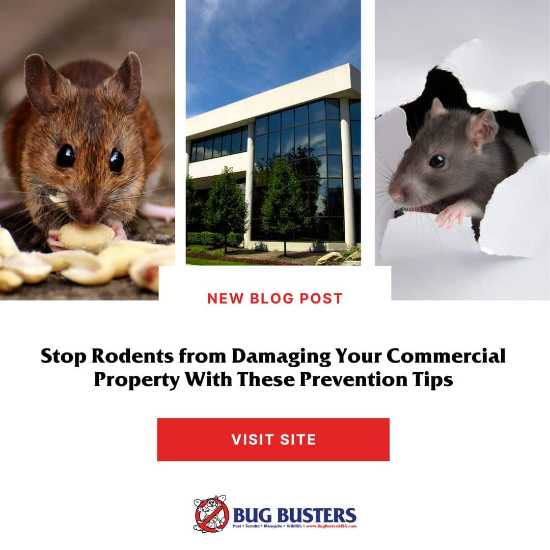 Stop Rodents from Damaging Your Commercial Property With These ...