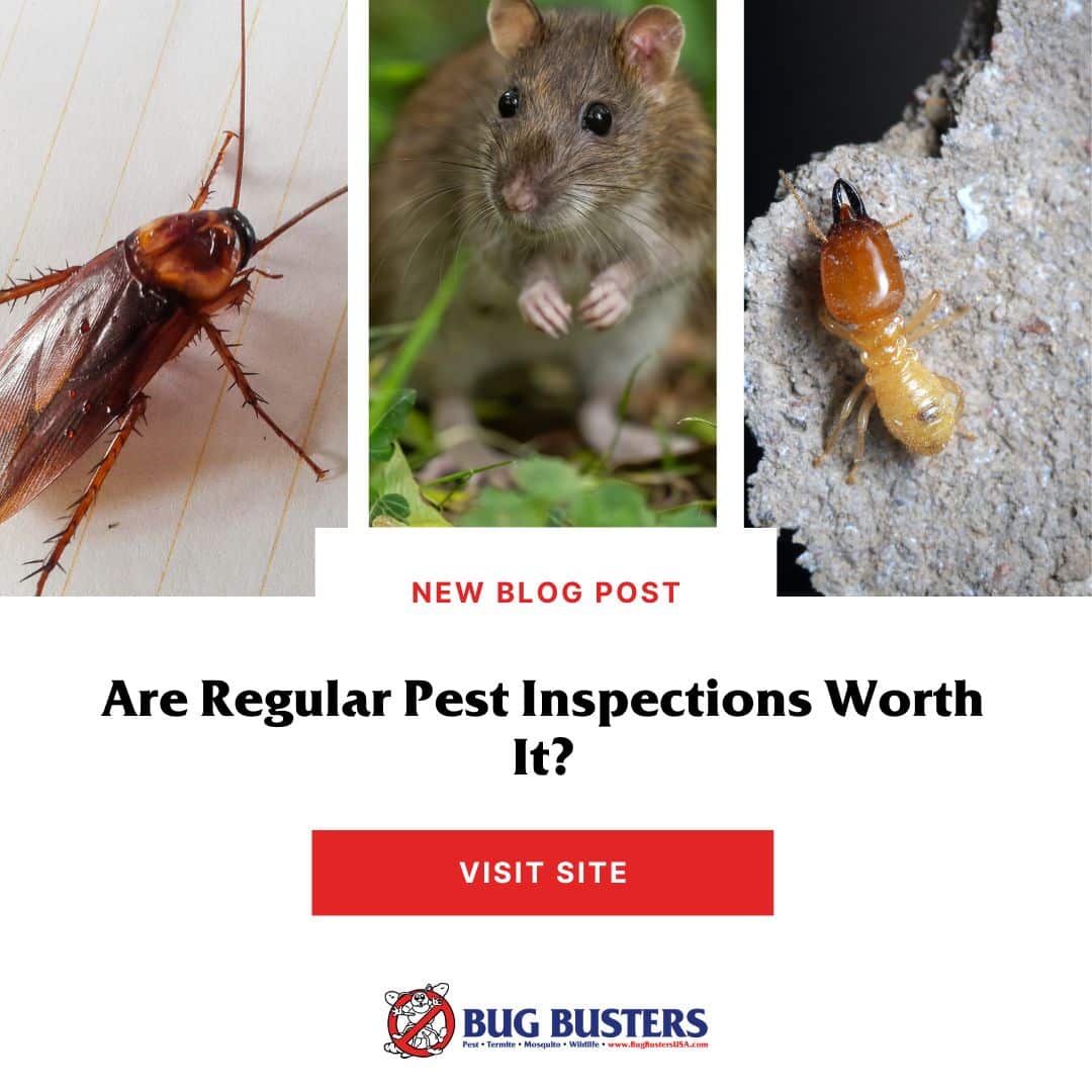 Are Regular Pest Inspections Worth It? - Bug Busters USA