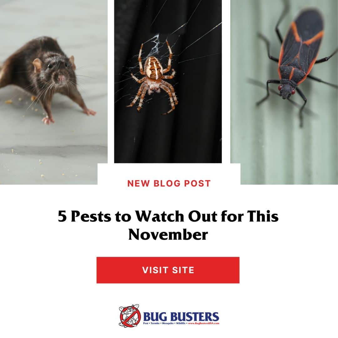 5 Pests to Watch Out for This November - Bug Busters USA