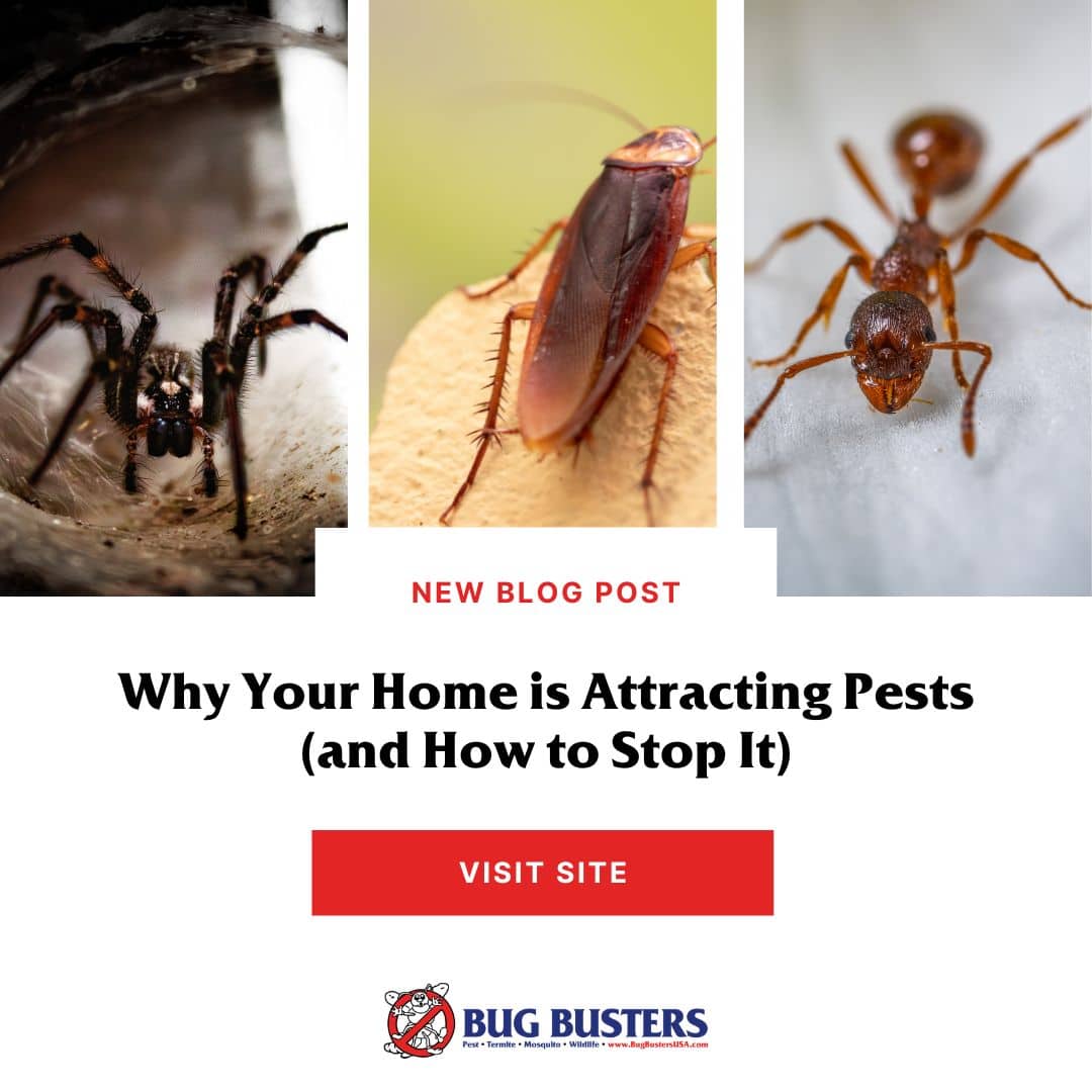 Why Your Home is Attracting Pests (and How to Stop It) - Bug Busters USA