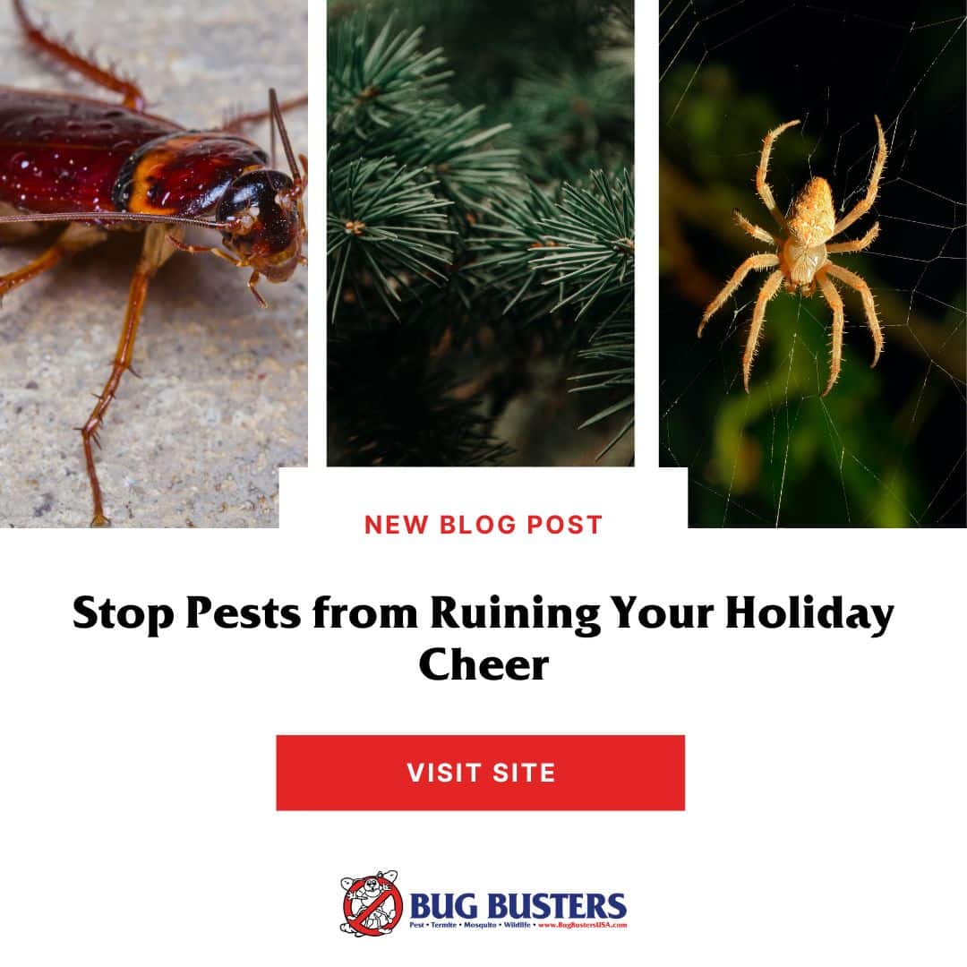 Stop Pests from Ruining Your Holiday Cheer - Bug Busters USA