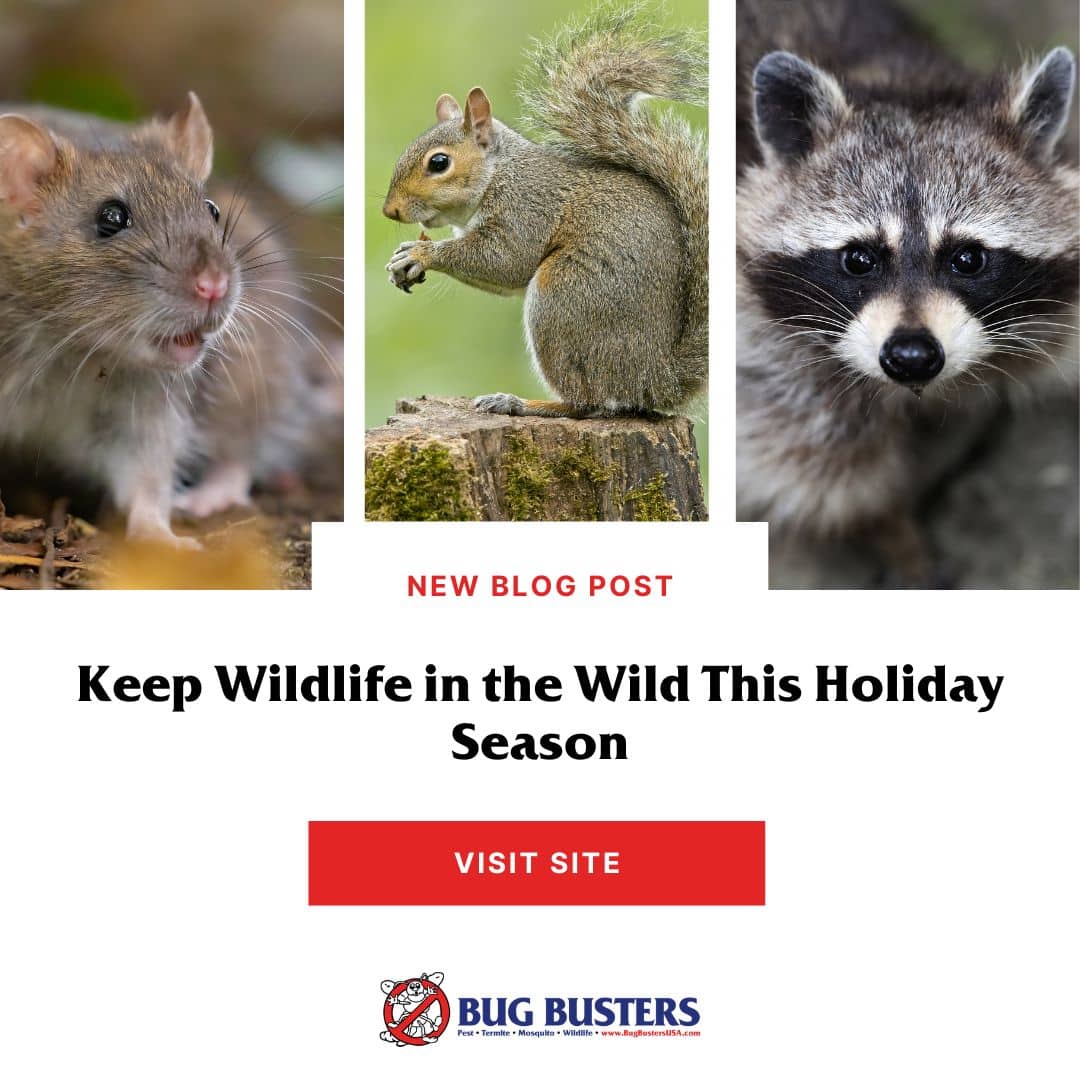 Keep Wildlife in the Wild This Holiday Season - Bug Busters USA