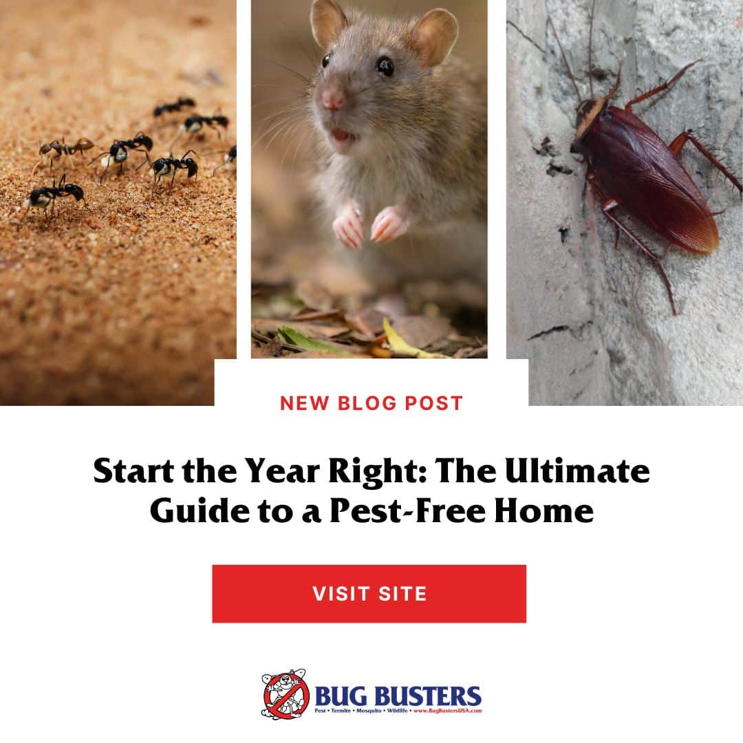 Start the Year Right: The Ultimate Guide to a Pest-Free Home - Bug ...