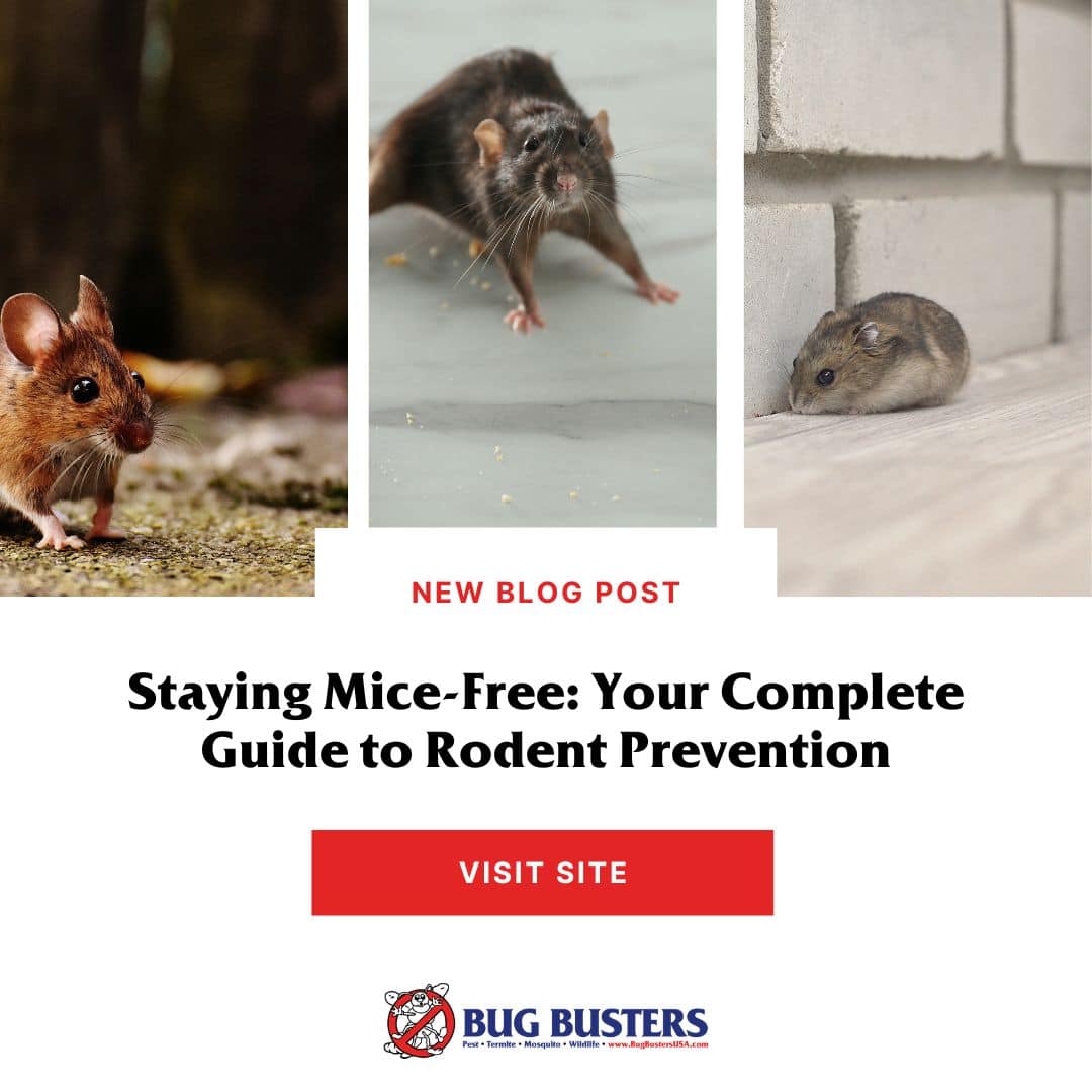 Staying Mice-Free: Your Complete Guide to Rodent Prevention - Bug ...