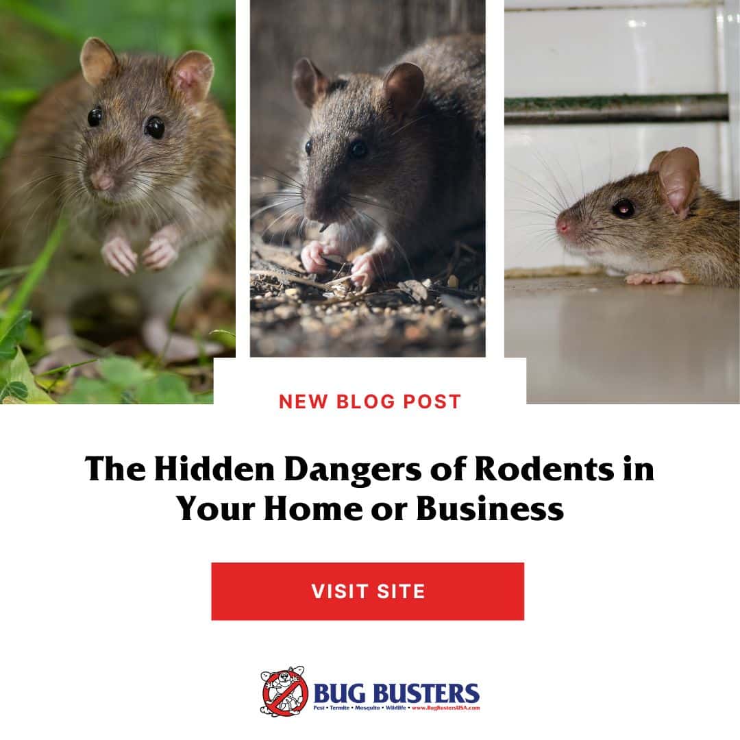 The Hidden Dangers of Rodents in Your Home or Business - Bug Busters USA
