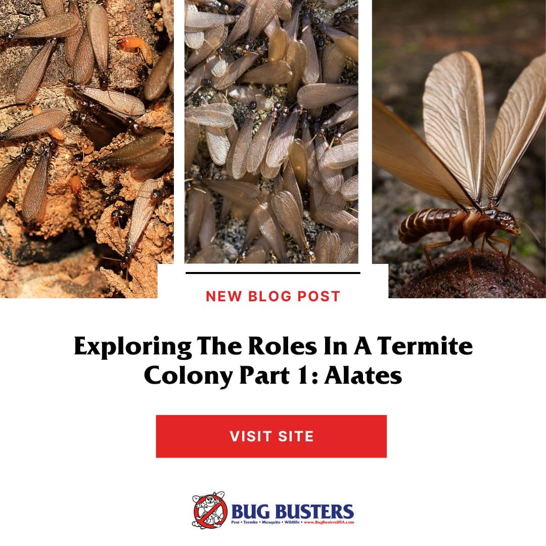 Exploring The Roles In A Termite Colony Part 1: Alates - Bug Busters USA